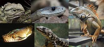 Minicurso - Aspectos reprodutivos de Squamata e identificação ...